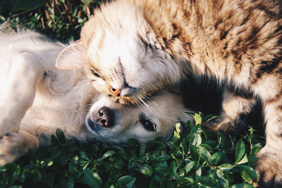 Beaverton OR Apartments | Victory Flats at Elmonica Station